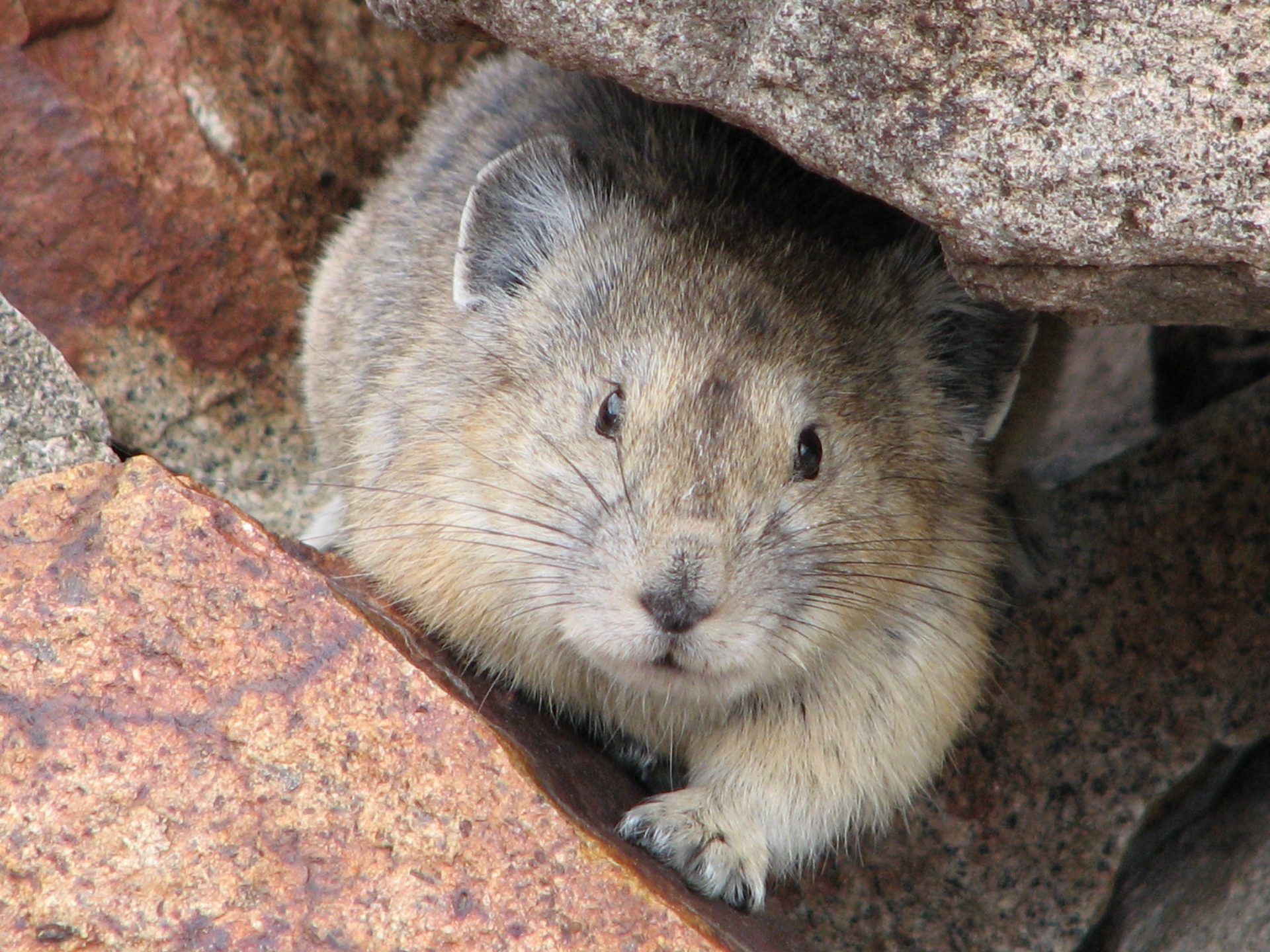 Meet Tava the Pika! - Pikes Peak Outdoors